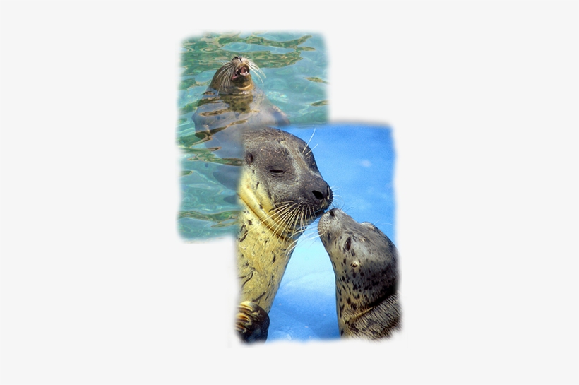 Animal Infobook - Harbor Seals Seaworld - Free Transparent PNG Download ...
