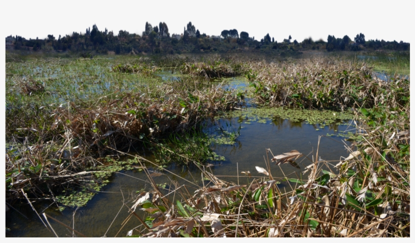 Marsh Wetlands Png Background Stock Photo 0332 Dar - Freshwater Marsh ...