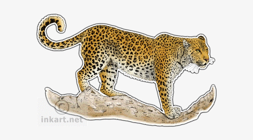 African Leopard Art Decal - Leopard Drawing In Color - Free Transparent ...