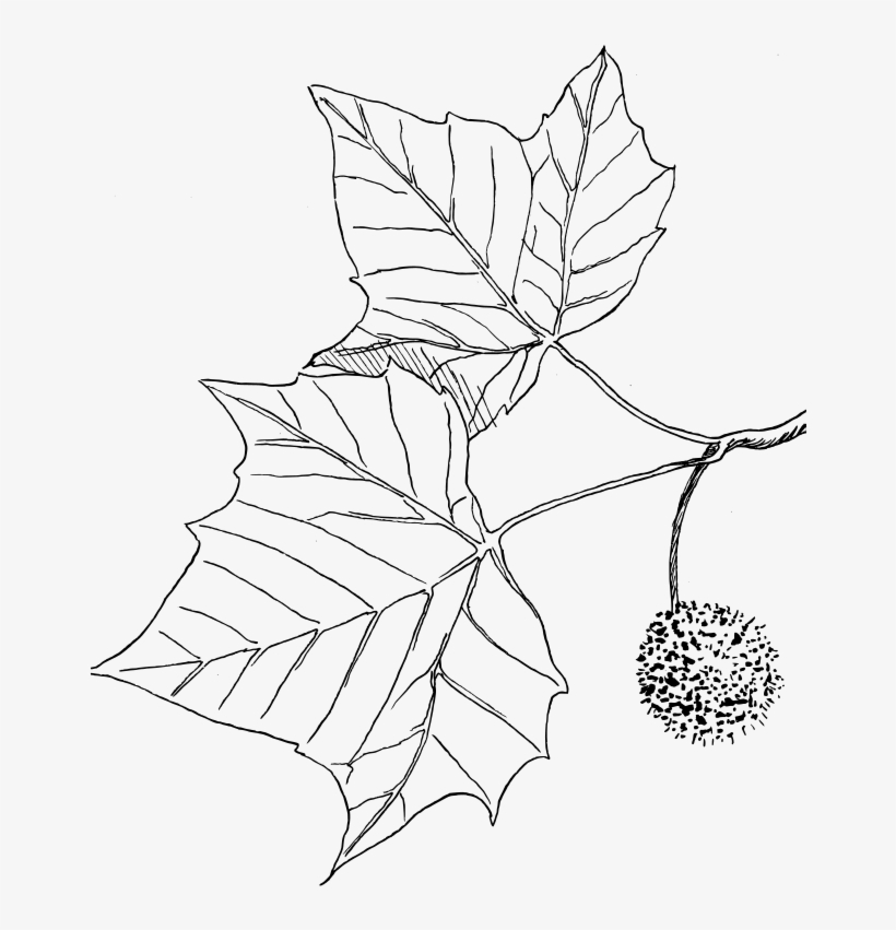 Sycamore Icon - Free Transparent PNG Download - PNGkey