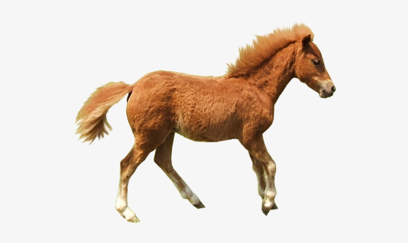 Stock - Free Transparent PNG Download - PNGkey