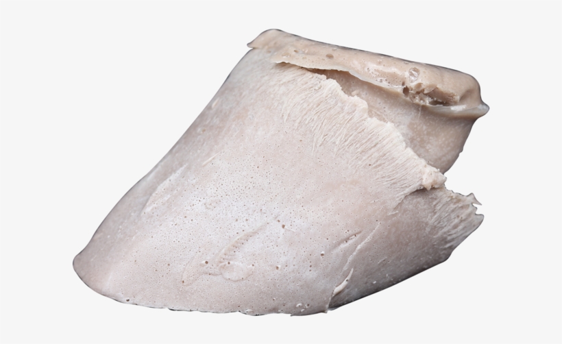 Foal Hoof Cast Trophy Specimen - Free Transparent PNG Download - PNGkey