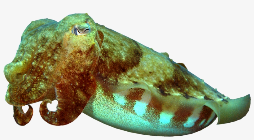 Cuttlefishes - Free Transparent PNG Download - PNGkey
