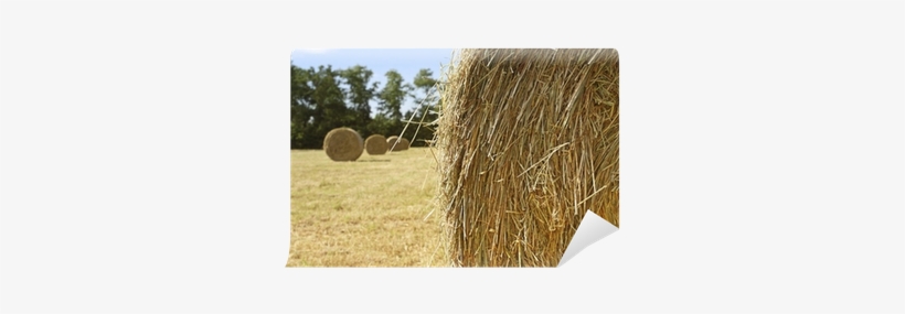 Hay - Free Transparent PNG Download - PNGkey