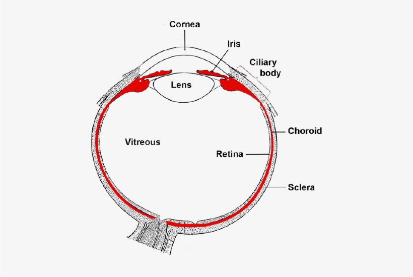 Uvea Iris - Free Transparent PNG Download - PNGkey