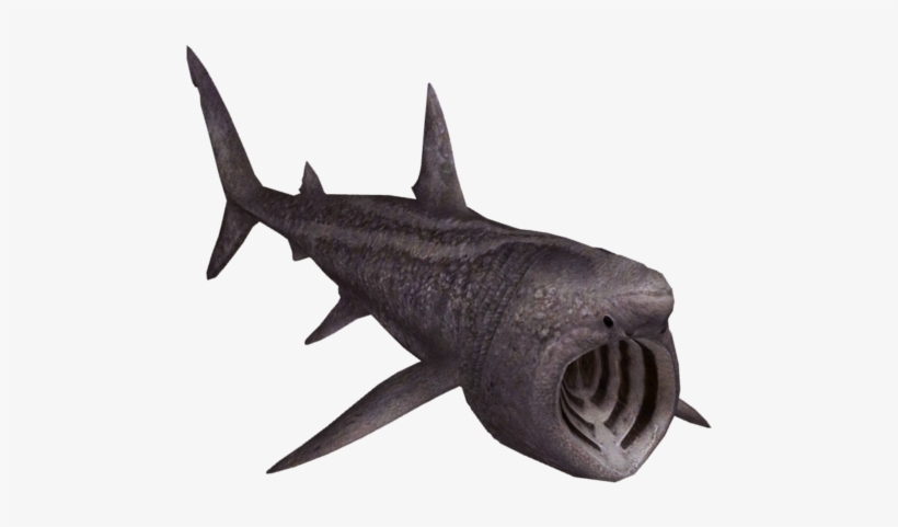 Basking Shark - Free Transparent PNG Download - PNGkey