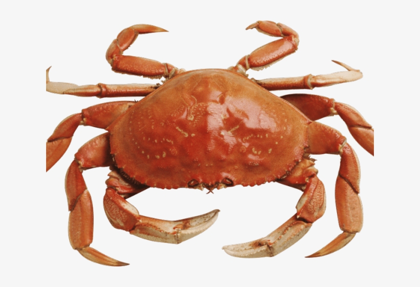 Crabs Clipart Yellow Crab - Png Crab - Free Transparent PNG Download ...