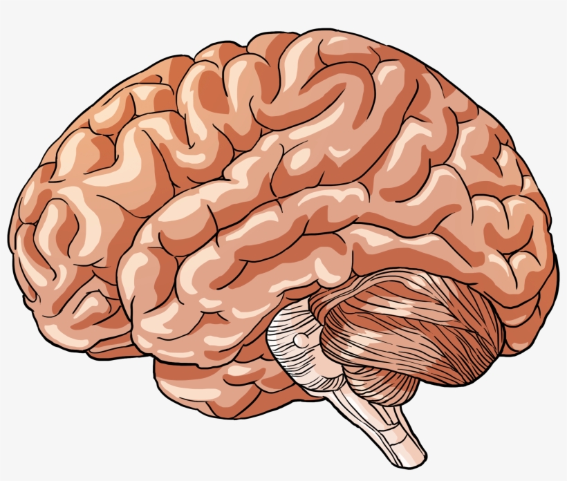 Brain 1 - Body Part Png Transparent - Free Transparent PNG Download ...