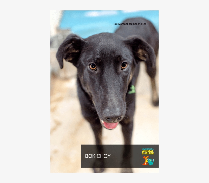 Photo Of Bok Choy - Dog - Free Transparent PNG Download - PNGkey