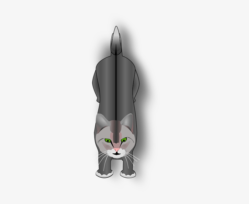 Cat Top View Png - Free Transparent PNG Download - PNGkey