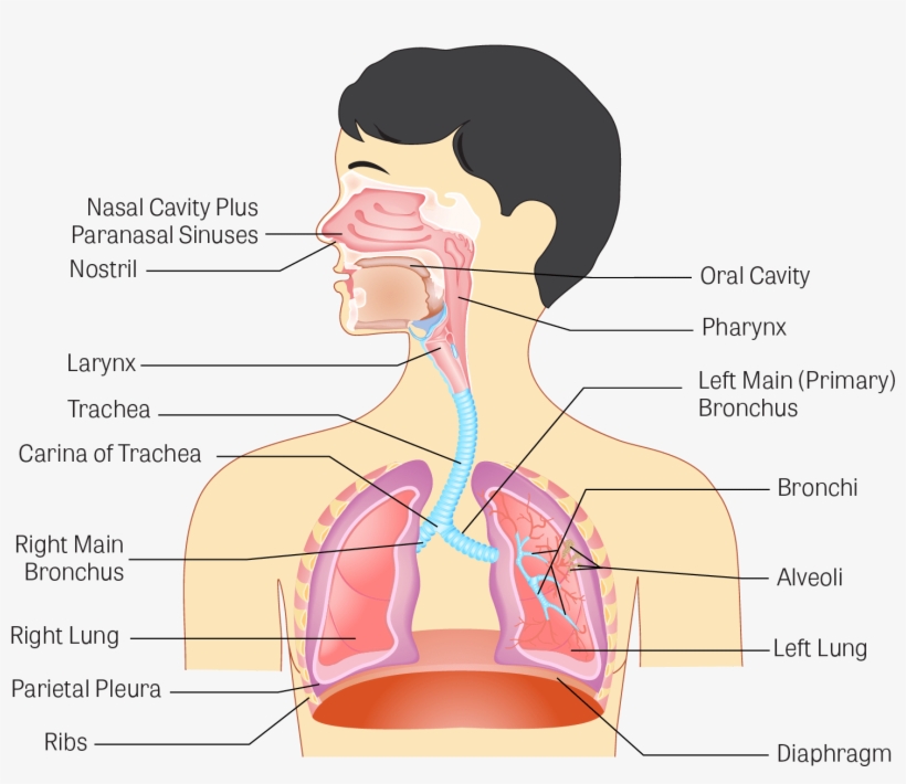 Illustration Of The Human Respiratory System - Human Respiratory System ...