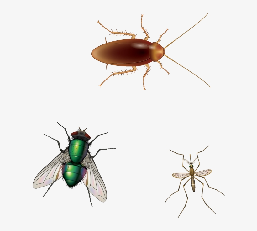 House Fly - Free Transparent PNG Download - PNGkey
