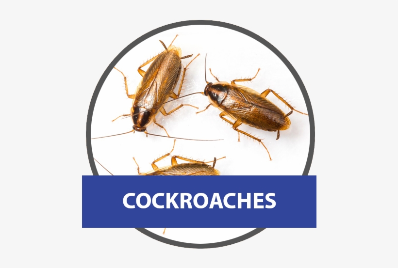 Small Cockroach - Free Transparent PNG Download - PNGkey