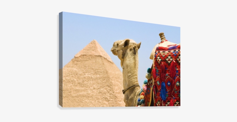 Camel Near A Pyramid, Giza, Egypt Canvas Print - Giza Necropolis - Free Transparent PNG Download ...