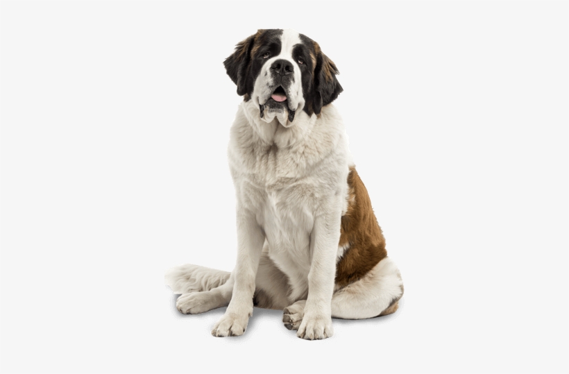 St Bernard Dog Png - Free Transparent PNG Download - PNGkey