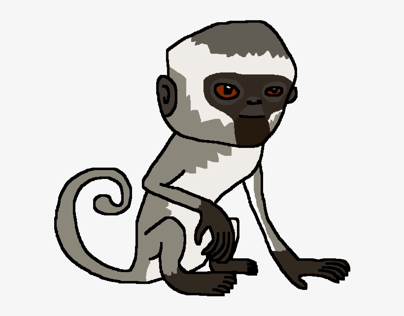 Vervet Monkey - Wiki - Free Transparent PNG Download - PNGkey