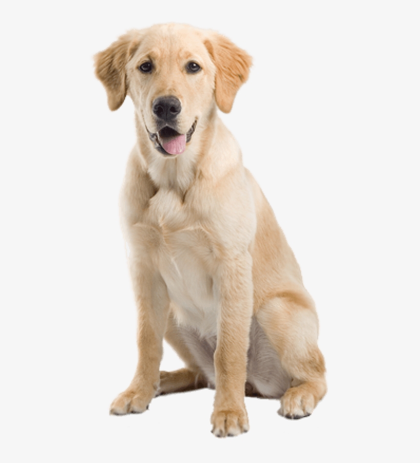 Free Png Dog Png Images Transparent - Dogs On A Transparent Background ...