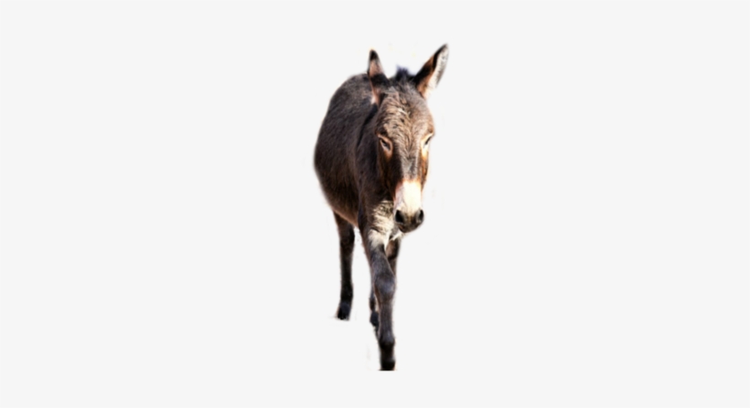 Donkeys Of All Sizes Minis, Standard, Large Standard - Mane - Free ...