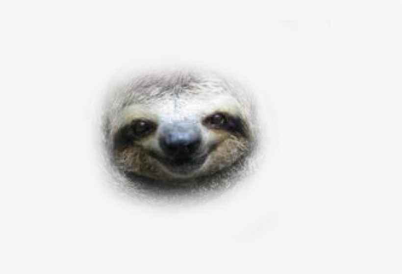 Sloth Face Transparent Background - Free Transparent PNG Download - PNGkey