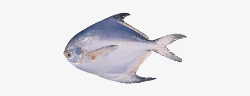 Pomfret White - Paplet Fish Information - Free Transparent PNG Download ...