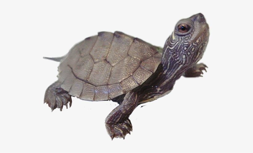 Turtle - Free Transparent PNG Download - PNGkey