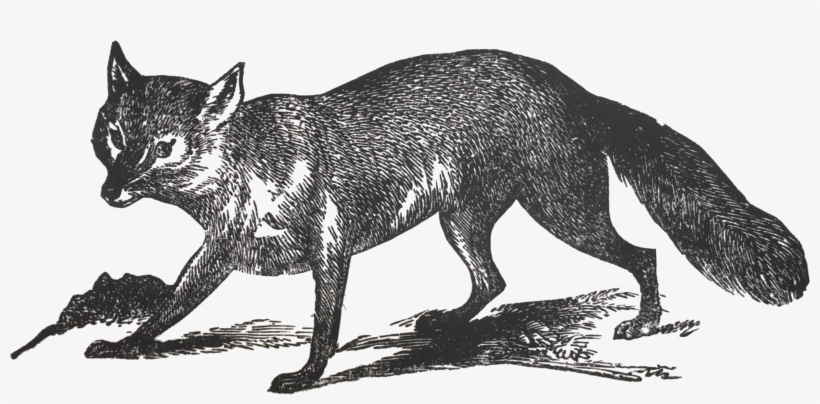 Grey Fox - Portable Network Graphics - Free Transparent PNG Download ...