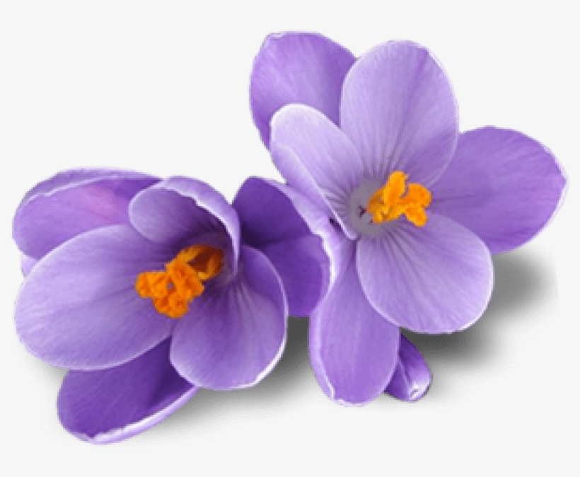 Free Png Crocus Png Images Transparent - Portable Network Graphics ...