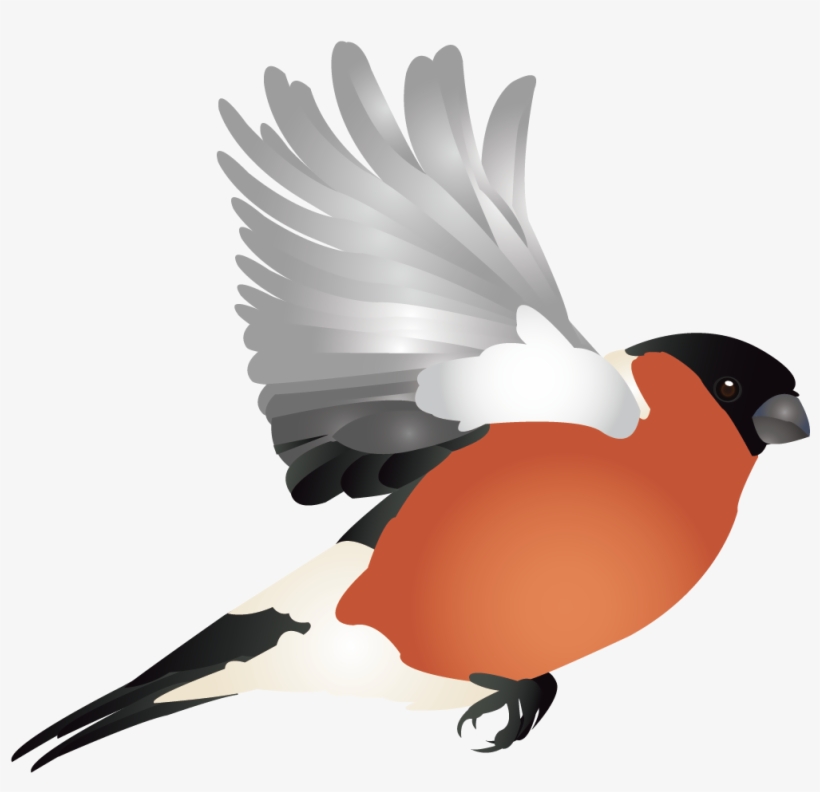 Vector Graphics - Free Transparent PNG Download - PNGkey