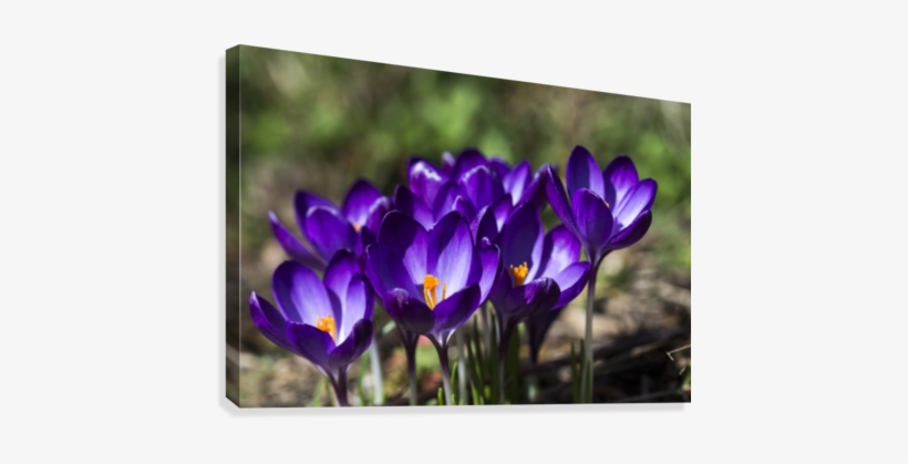 Crocuses In Bloom - Posterazzi Crocuses In Bloom Astoria Oregon United ...