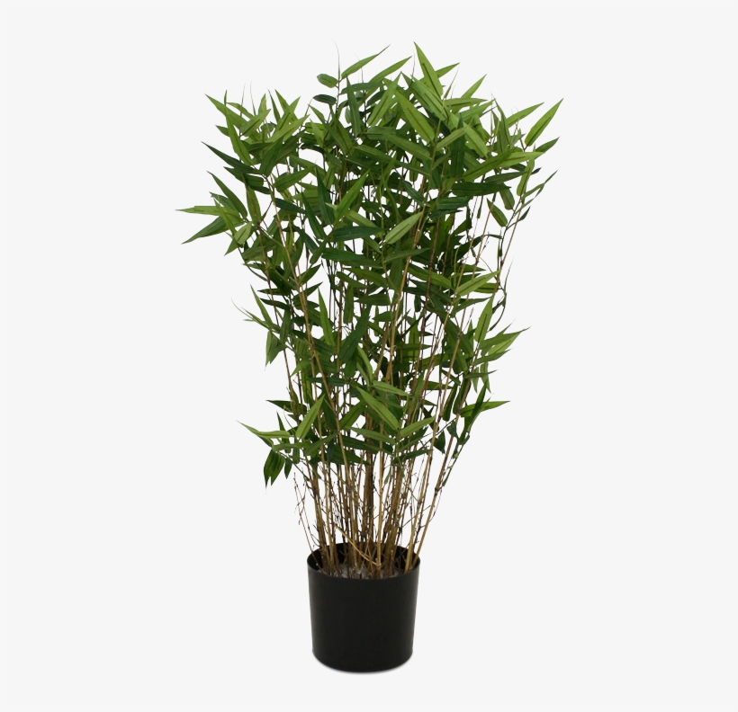 Single Bamboo Tree Png