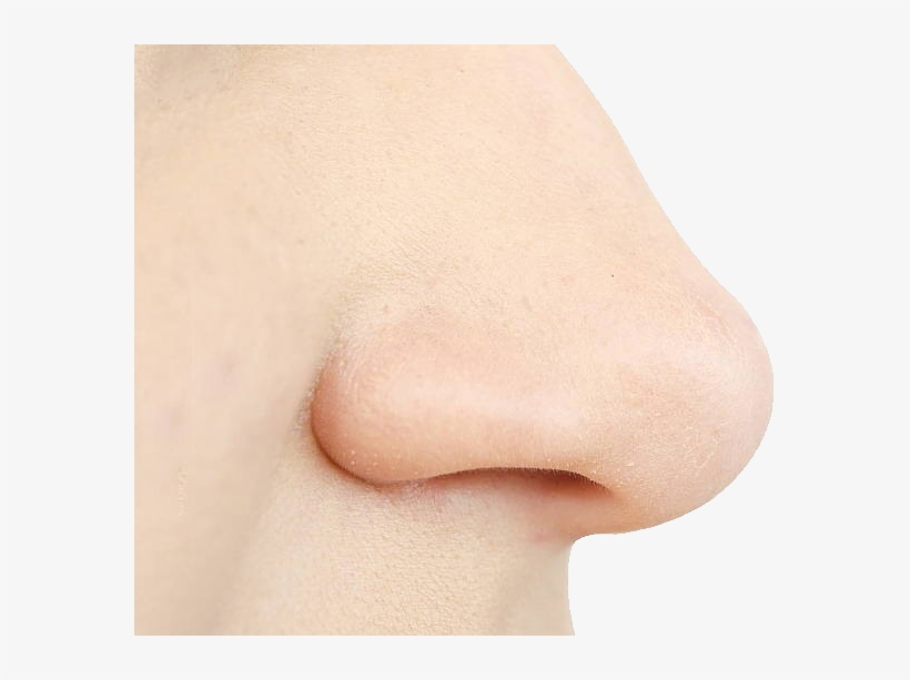Human Nose Png - Nose - Free Transparent PNG Download - PNGkey