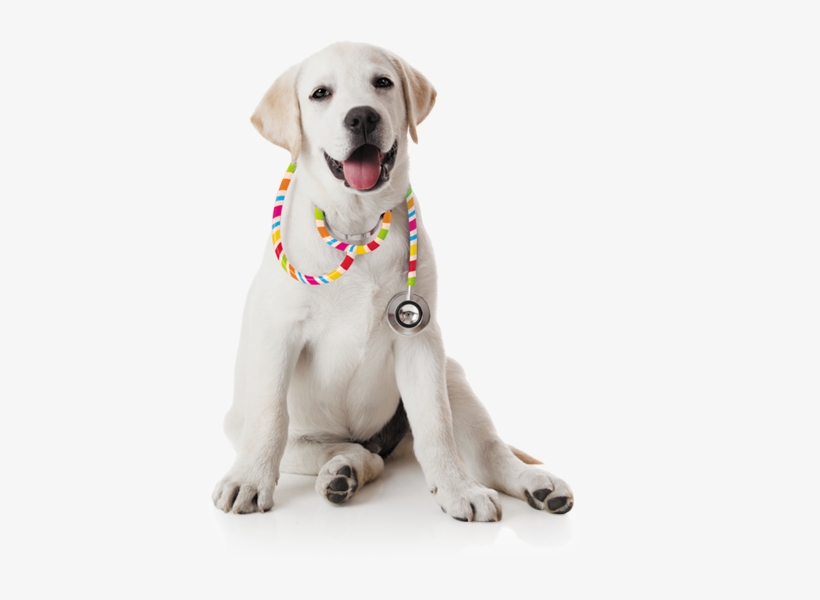 Find A Vet - Veterinarian Png Dog - Free Transparent PNG Download - PNGkey