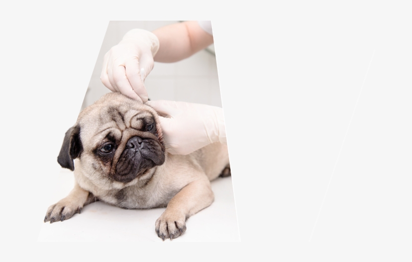 X Ray - Pug - Free Transparent PNG Download - PNGkey