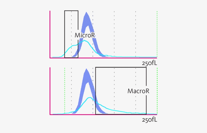 Red Blood Cells - Rbc Histogram Macrocytic Anemia - Free Transparent ...