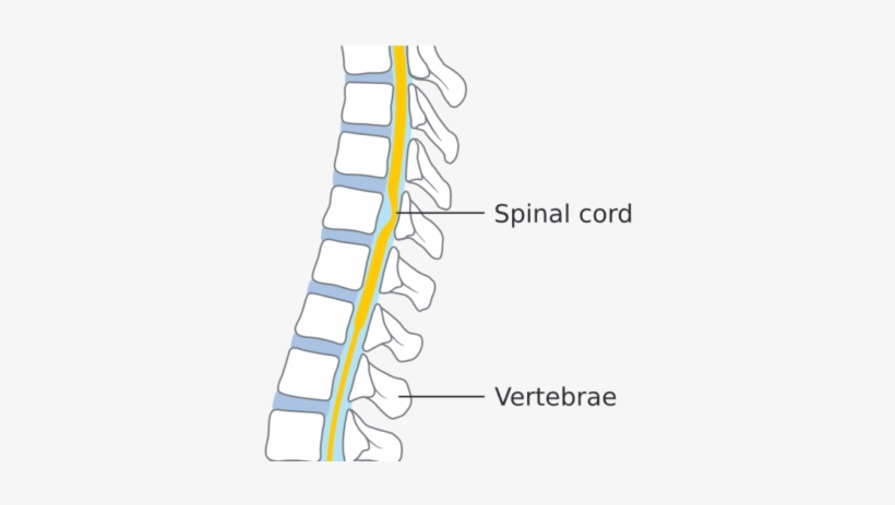 Spinal Cord Diagram - Spinal Cord - Free Transparent PNG Download - PNGkey