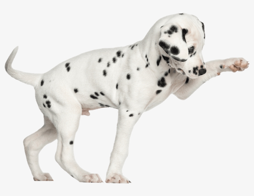 Dalmation Pup Png800 - Laser Pet Collar - Free Transparent PNG Download ...