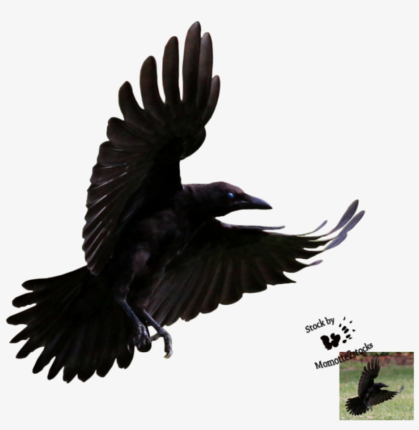 Banner Transparent Library Crow Png Transparent Images - Crow Flying ...
