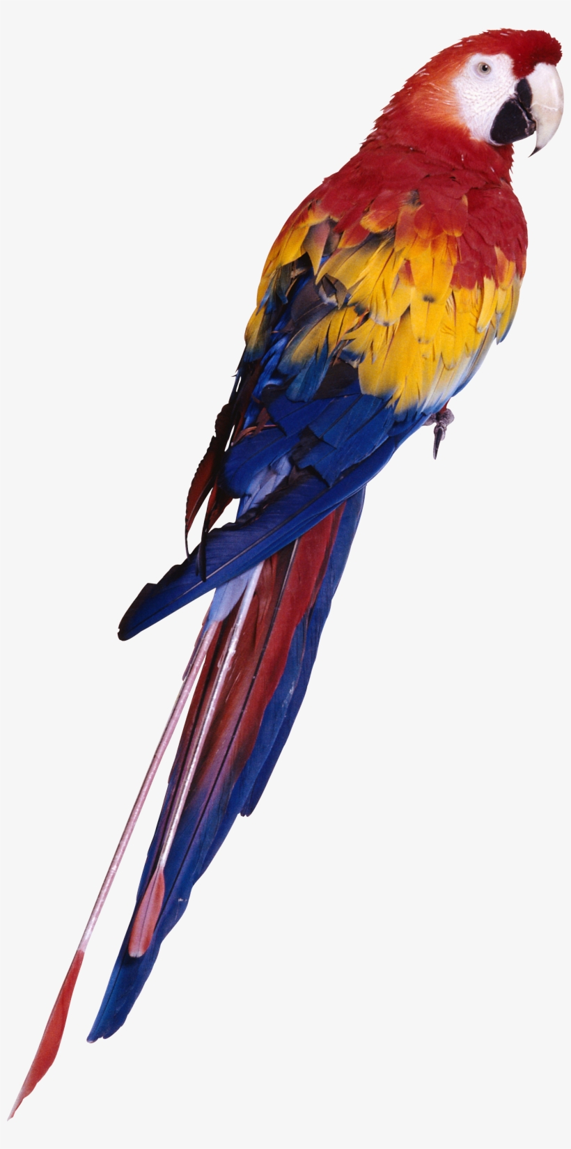 Black And White Parrot Png Animal Pinterest - Parrot Png - Free ...