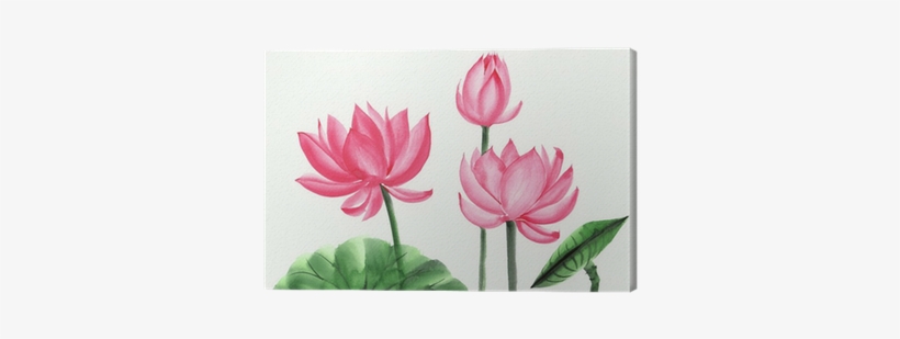 Watercolor Painting Of Pink Lotus Flower Canvas Print - Pink Lotus ...