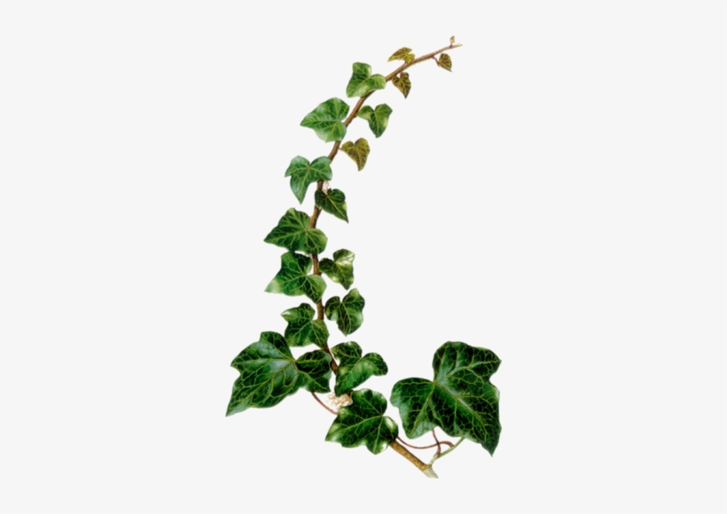 Ivy Drawing Watercolor - Vintage Botanical Illustration Ivy - Free ...