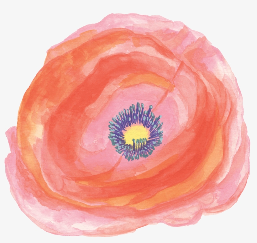 Poppy - Free Transparent PNG Download - PNGkey
