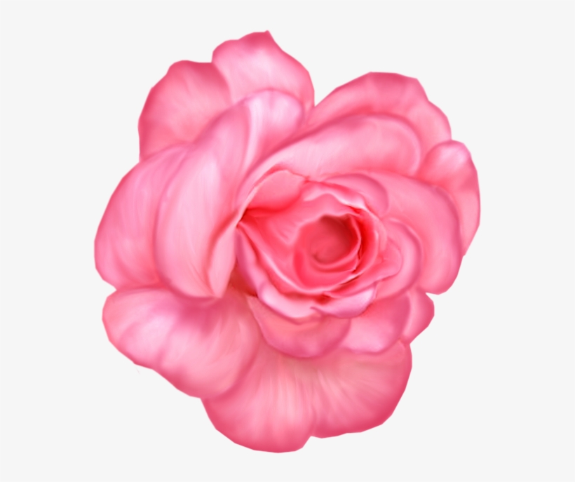 Lavender Rose Png - Free Transparent PNG Download - PNGkey