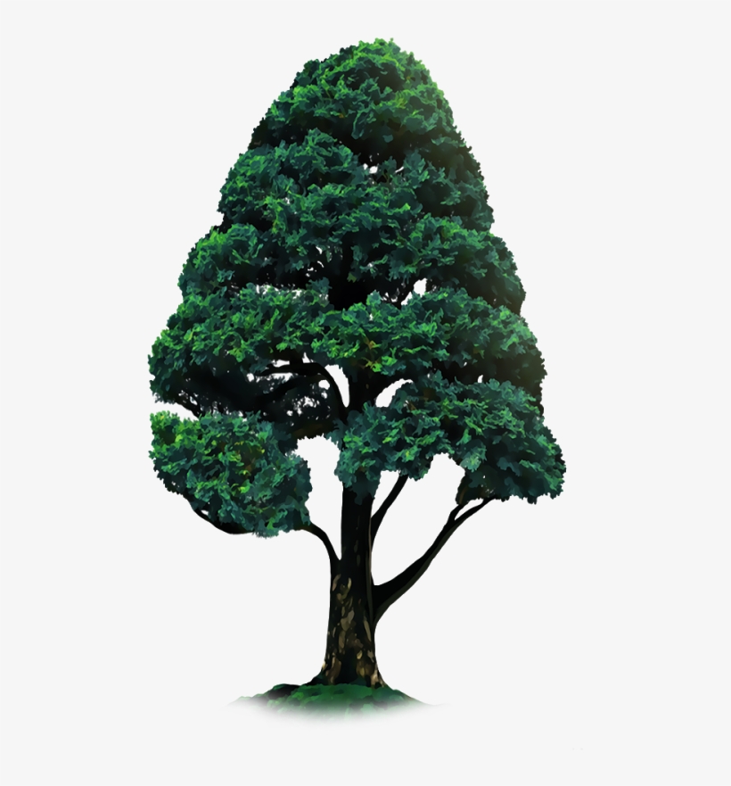 Crop Tree Png - Tree Sticker For Picsart - Free Transparent PNG ...