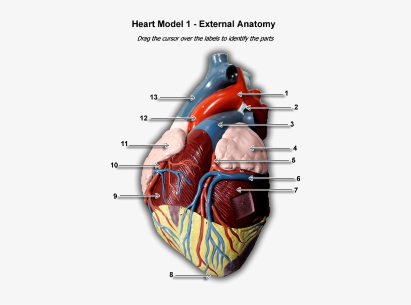 External Anatomy - Diagram - Free Transparent PNG Download - PNGkey