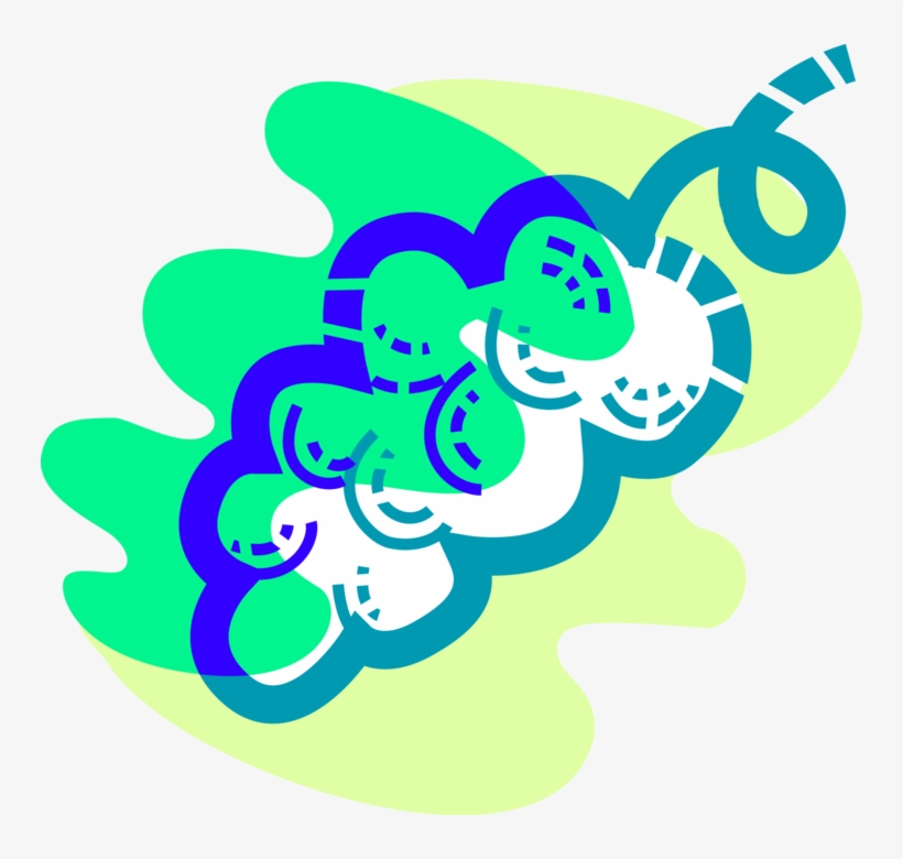 Vector Illustration Of Edible Grapevine Fruit Grapes - Graphic Design ...