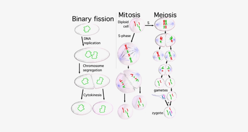 Mechanism Of Cell Division - Free Transparent PNG Download - PNGkey