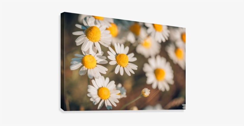 Butterfly Summer Background, Daisy Field Canvas Print - Yijin Jing ...