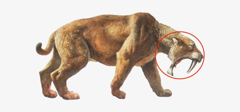 Saber Tooth Cat - Saber Tooth Cat Png - Free Transparent PNG Download ...