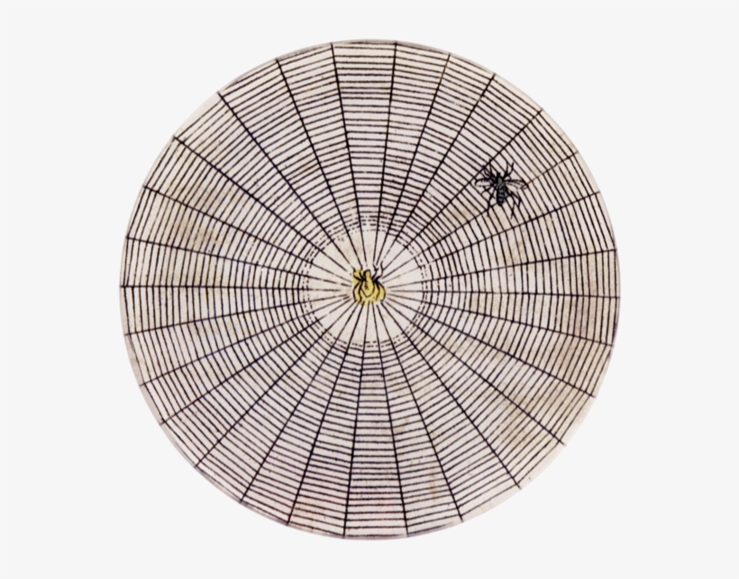 Spider Web - Free Transparent PNG Download - PNGkey
