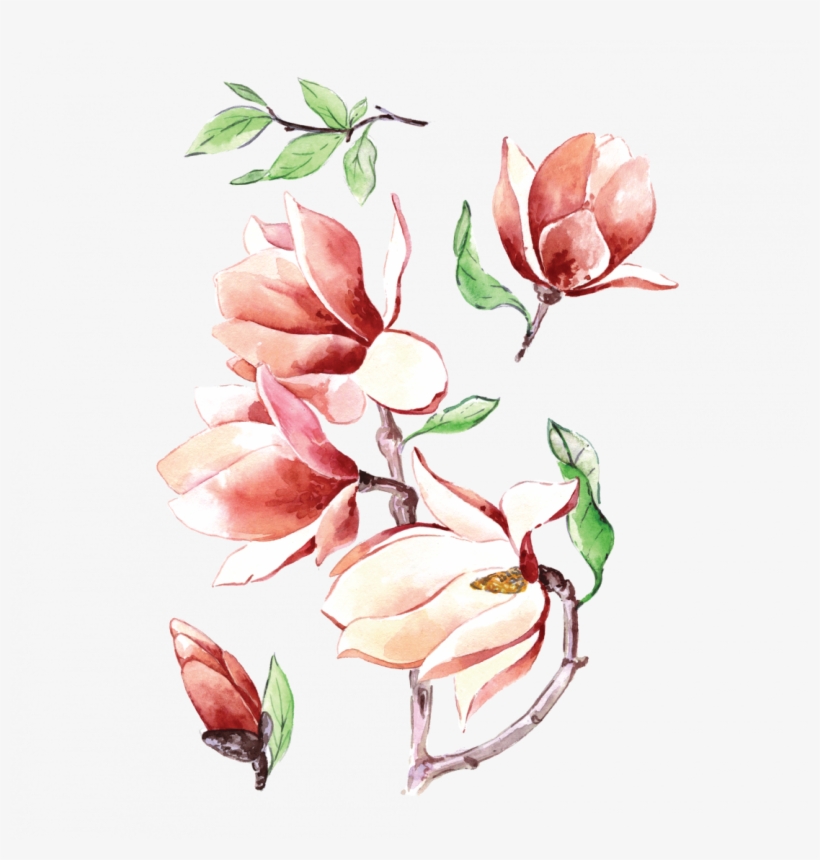 Magnolia - Free Transparent PNG Download - PNGkey